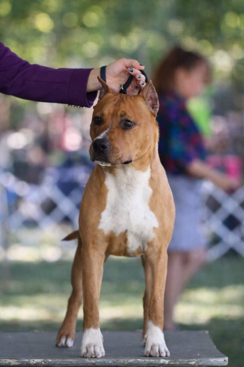 Jerry - American Staffordshire Terrier | LBK AmStaff Kennel