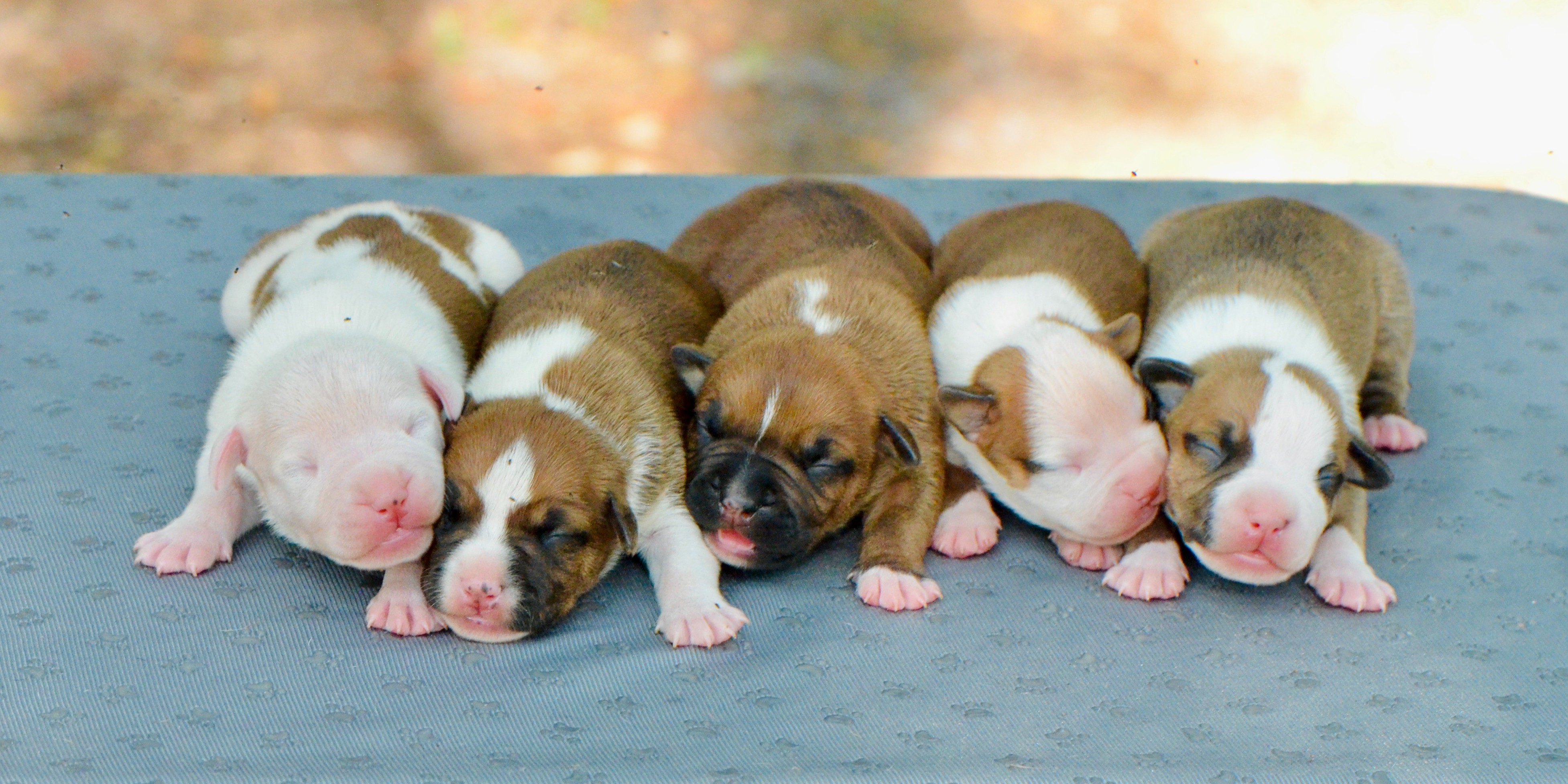 Puppies & planned breeding of American Staffordshire · LBK Amstaffs
